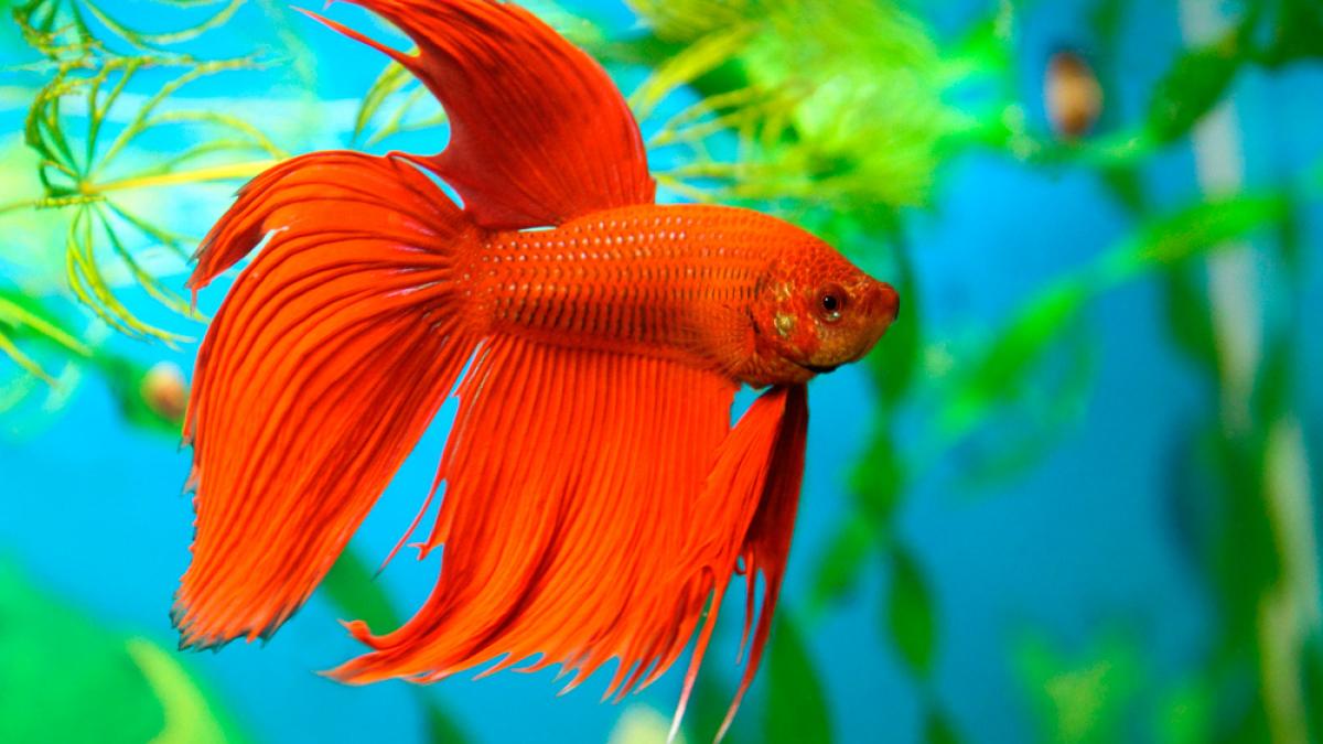 Betta Cola de Velo: Características, Cuidados y Alimentación 🐟
